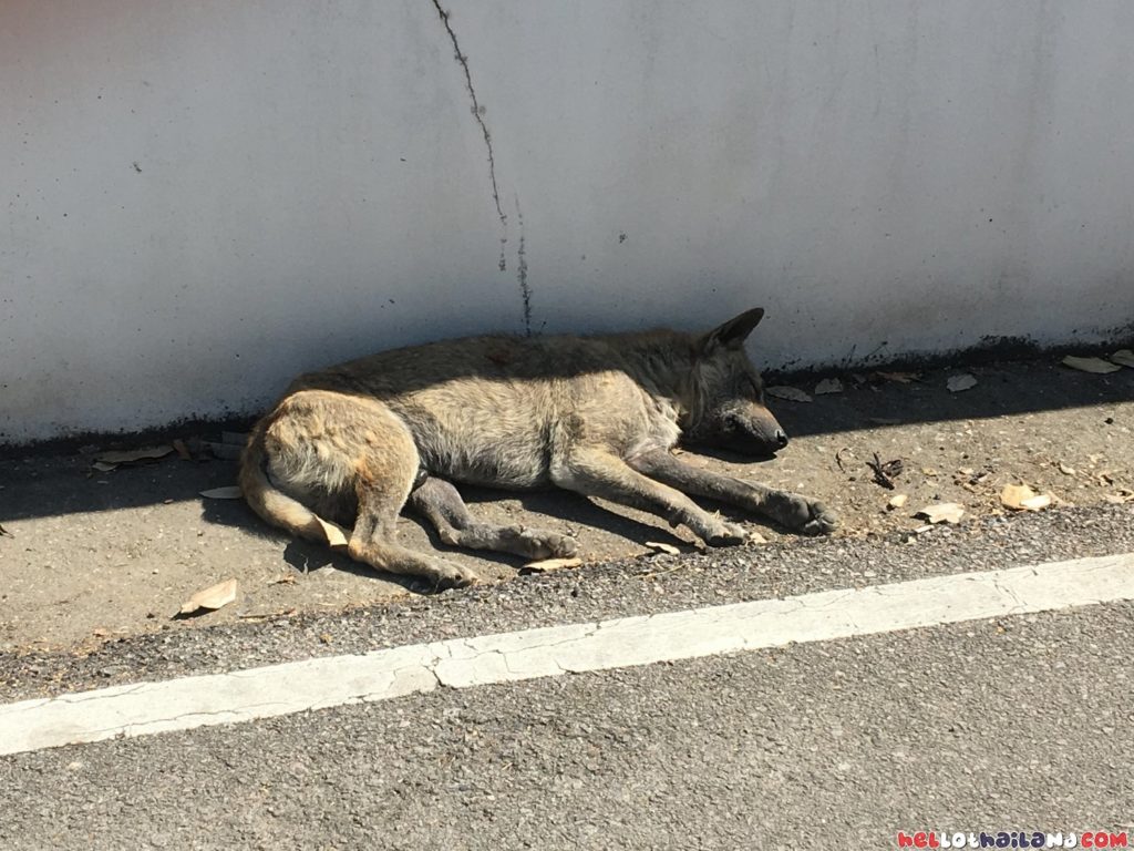 Soi Dogs Of Thailand - What To Know - Hello Thailand