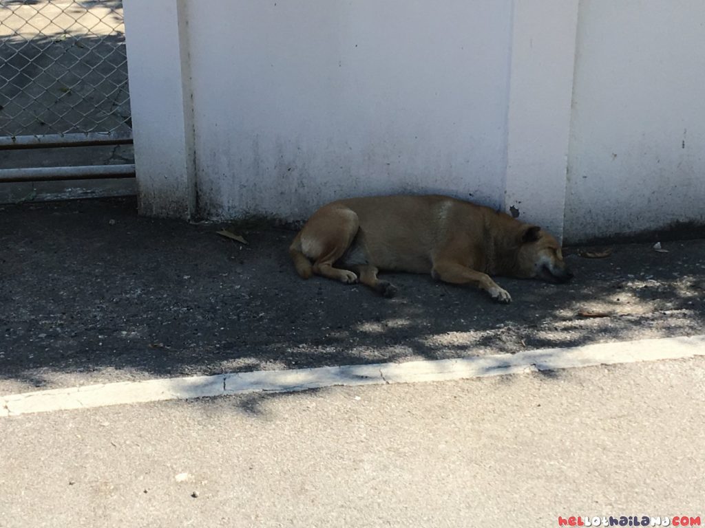 Soi Dogs Of Thailand - What To Know - Hello Thailand