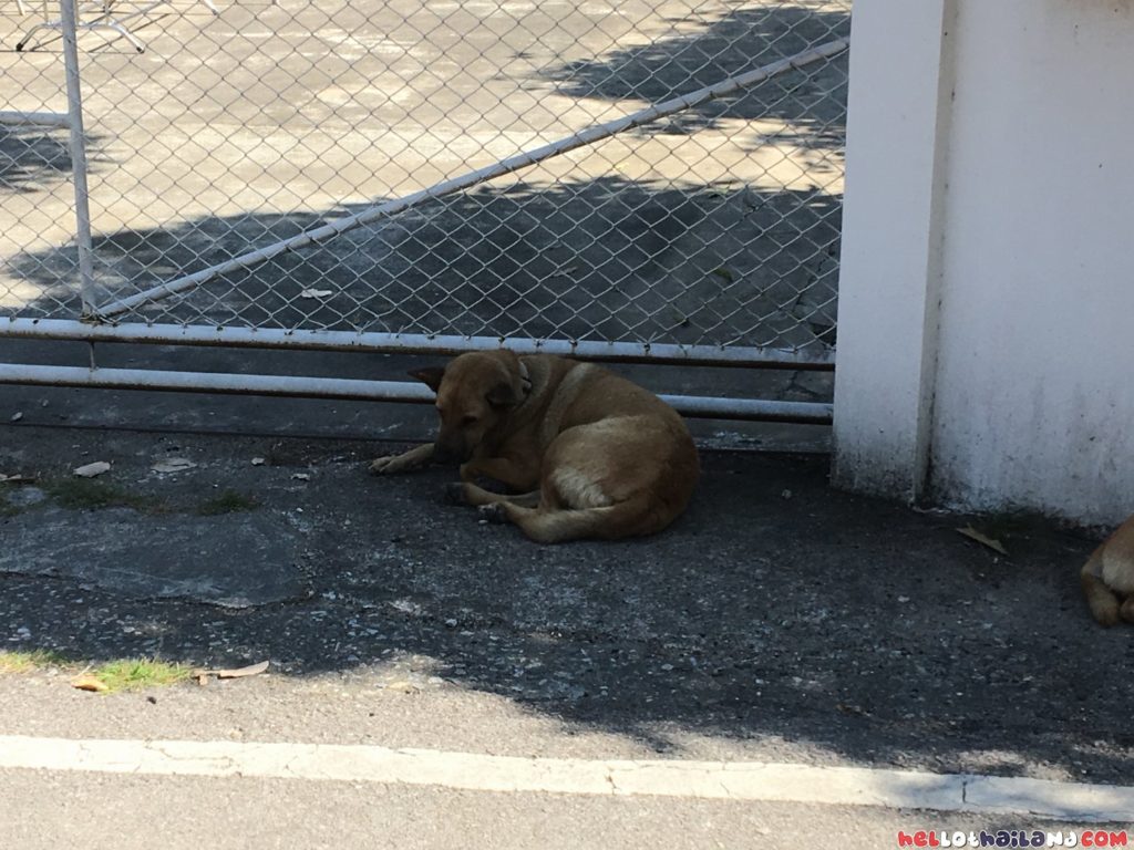 Soi Dogs Of Thailand - What To Know - Hello Thailand